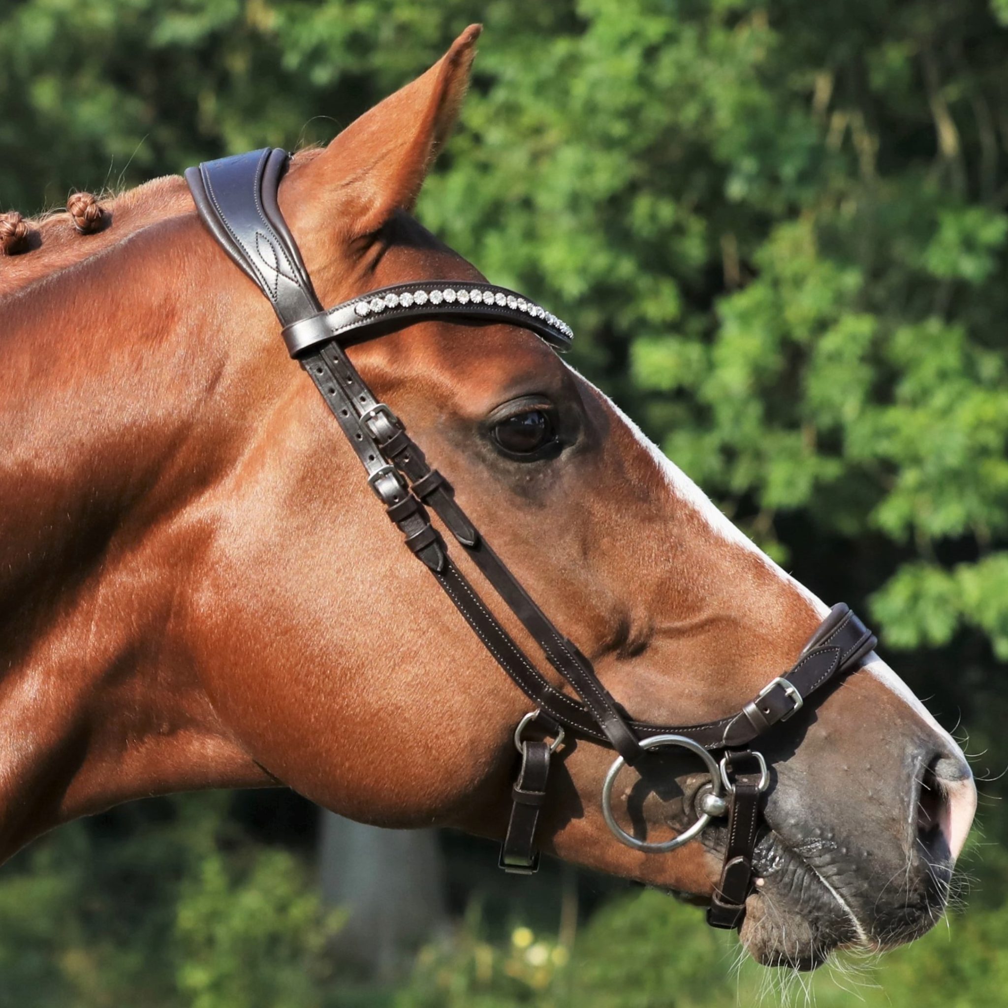 5 Basic Equipment You Need for Your First Horse - 2024 Guide - WebSta.ME
