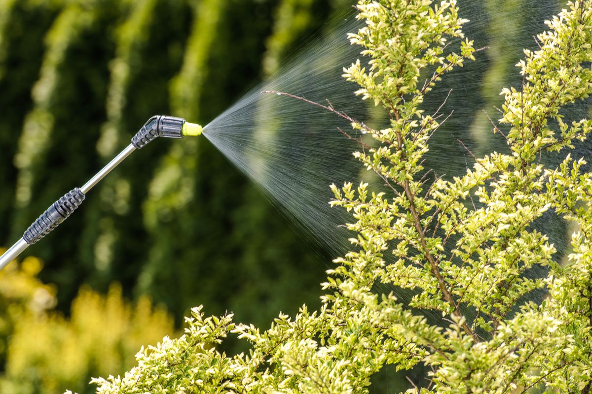 Year-Round VS One-Time Pest Control Treatments – A 2024 Guide - WebSta.ME