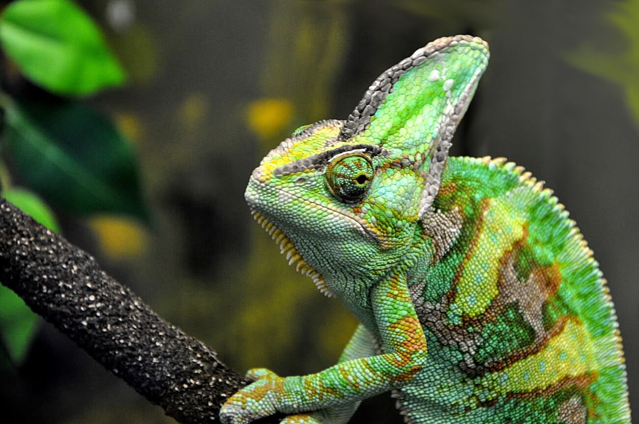 Top 10 Cutest Pet Reptiles - 2024 Guide - WebSta.ME