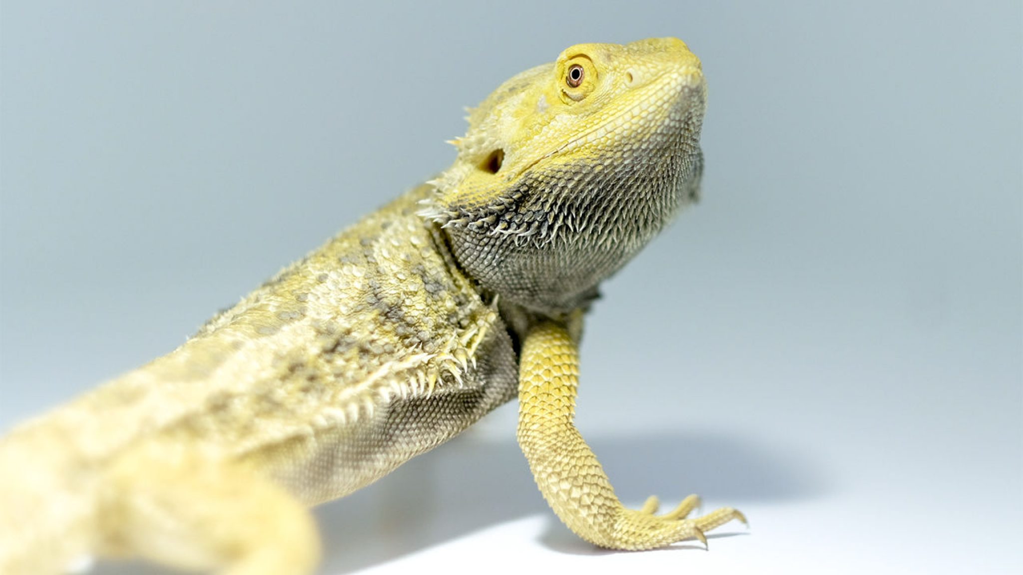 Top 10 Cutest Pet Reptiles - 2024 Guide - WebSta.ME