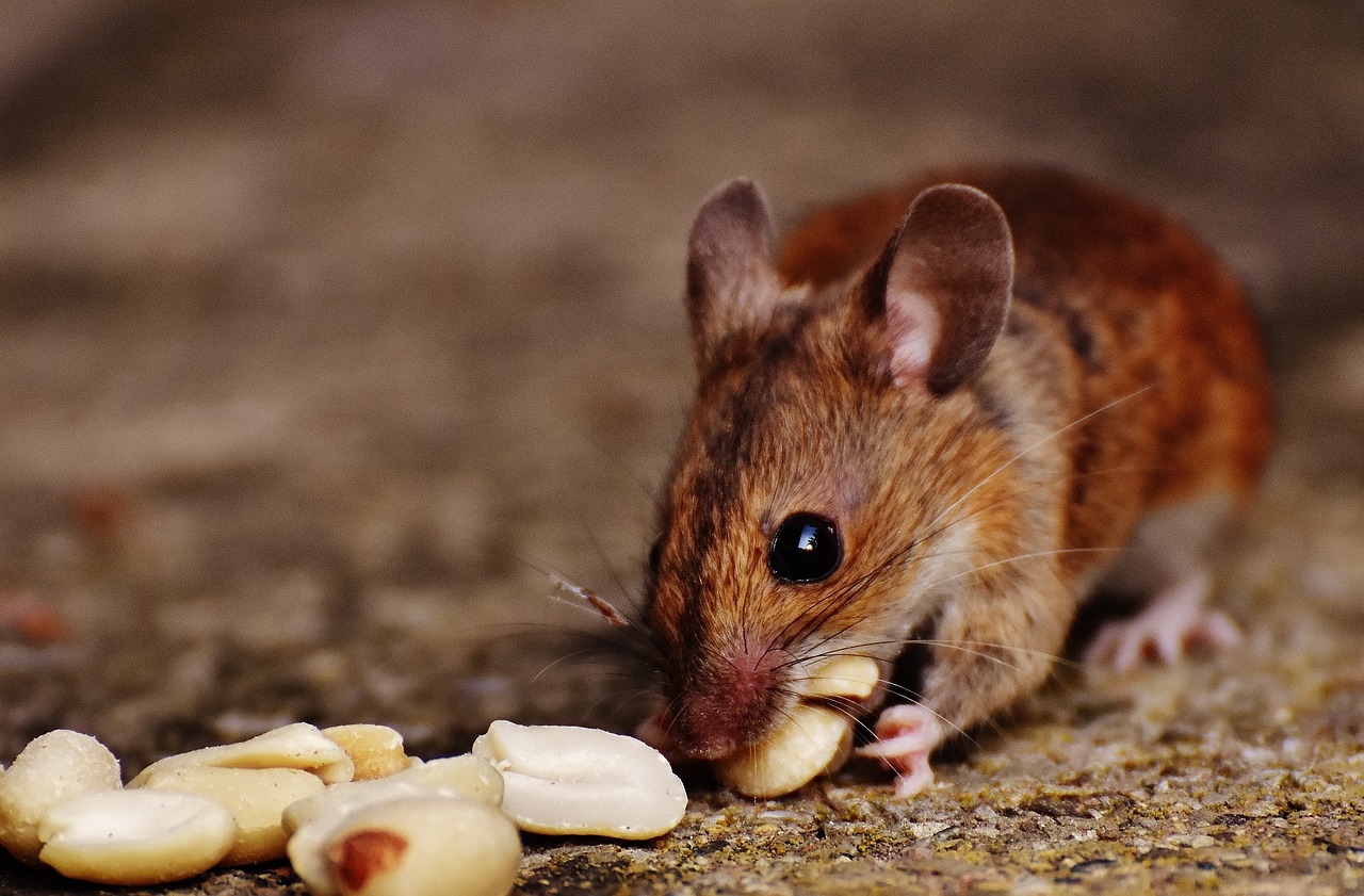 How to Spot Mice Before You Buy That Dream Home - WebSta.ME