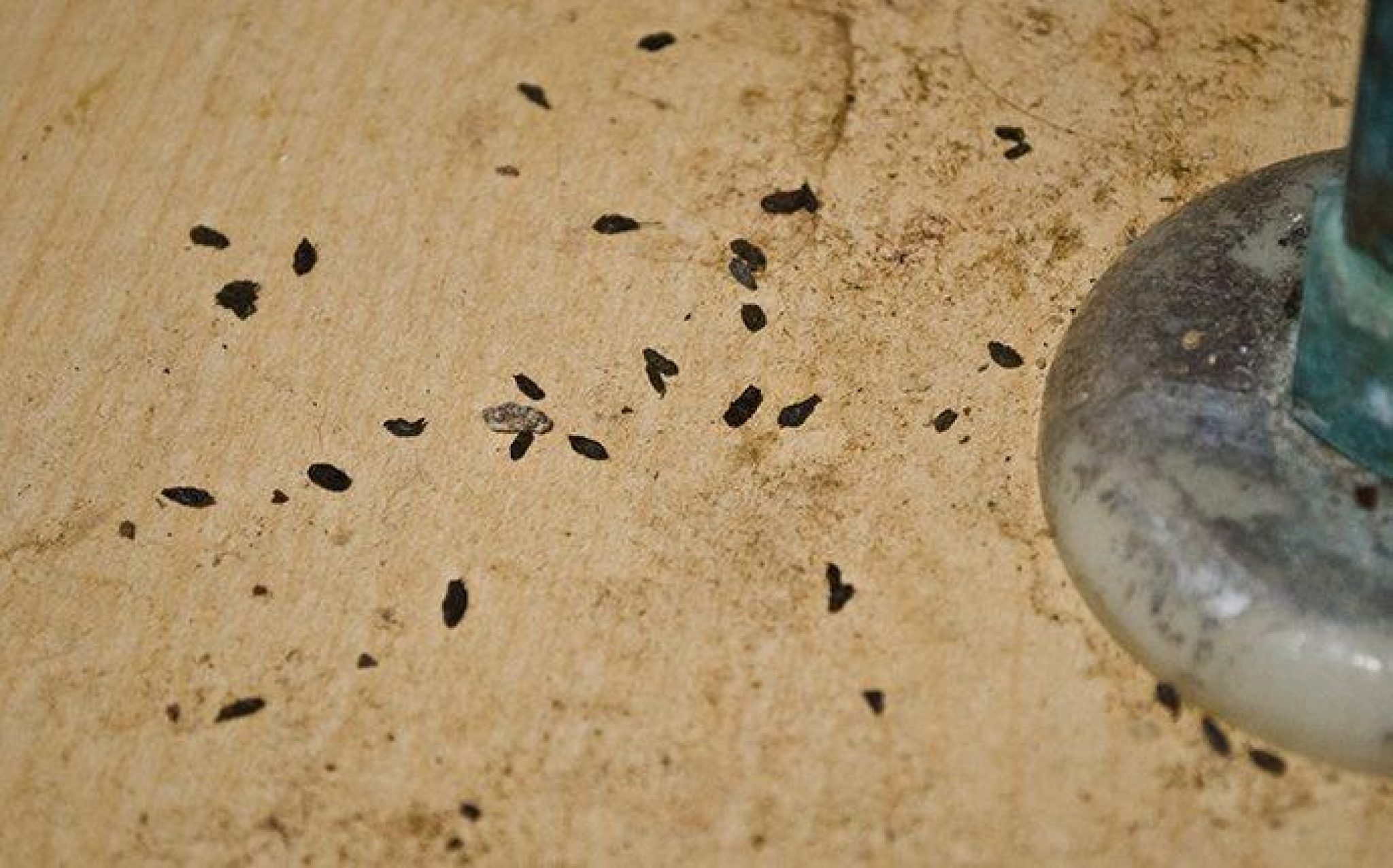 How to Spot Mice Before You Buy That Dream Home - WebSta.ME