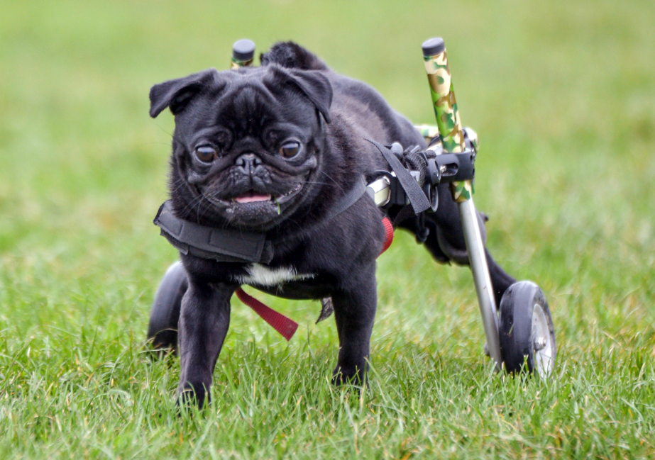 5 Most Common Health Issues Pugs Have - WebSta.ME