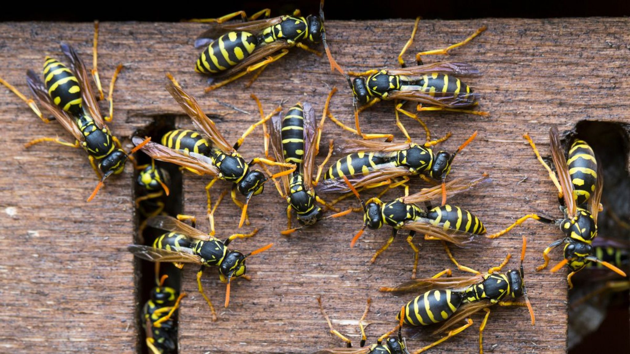 4 Warning Signs That You May Have a Wasp Infestation - 2024 Guide ...