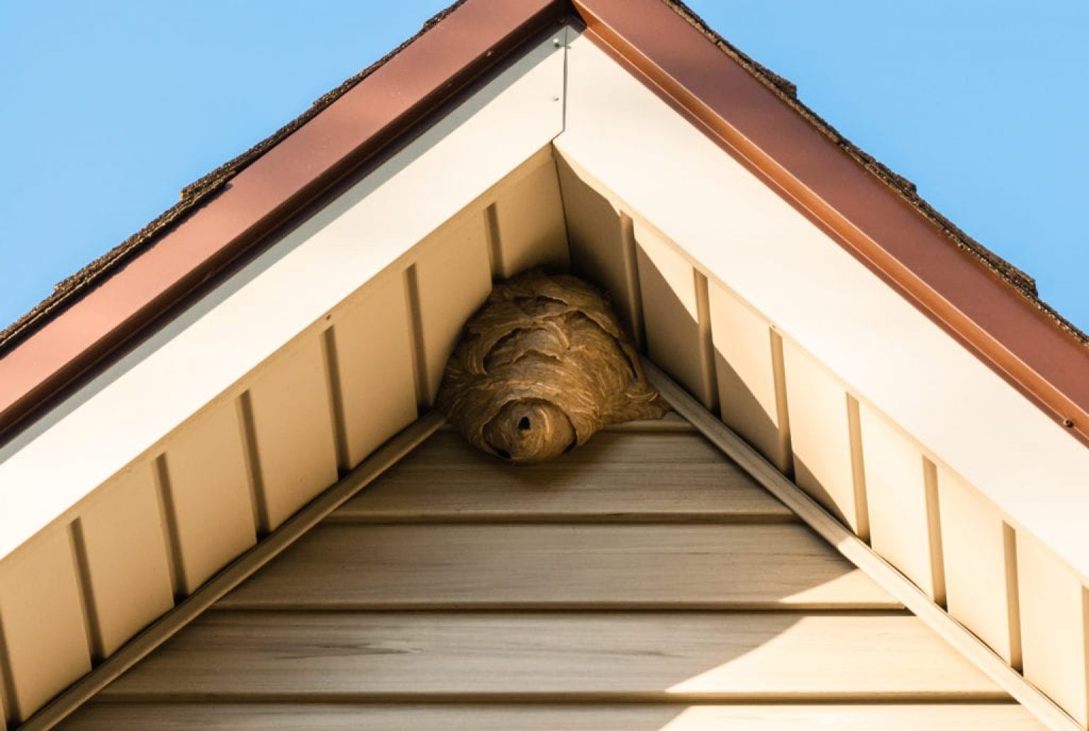 4 Warning Signs That You May Have a Wasp Infestation - 2024 Guide ...
