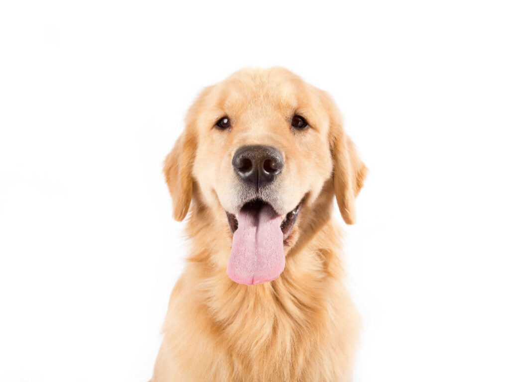 Purebred Dogs: A 2024 Guide to Popular Breeds - WebSta.ME