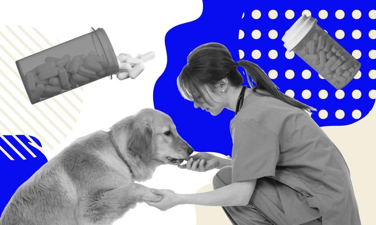 Keeping Your Pup Nourished: The Importance of Quality Dog Food - WebSta.ME