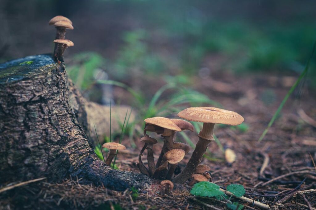Understanding the Historical Evolution of Shrooms Online - WebSta.ME