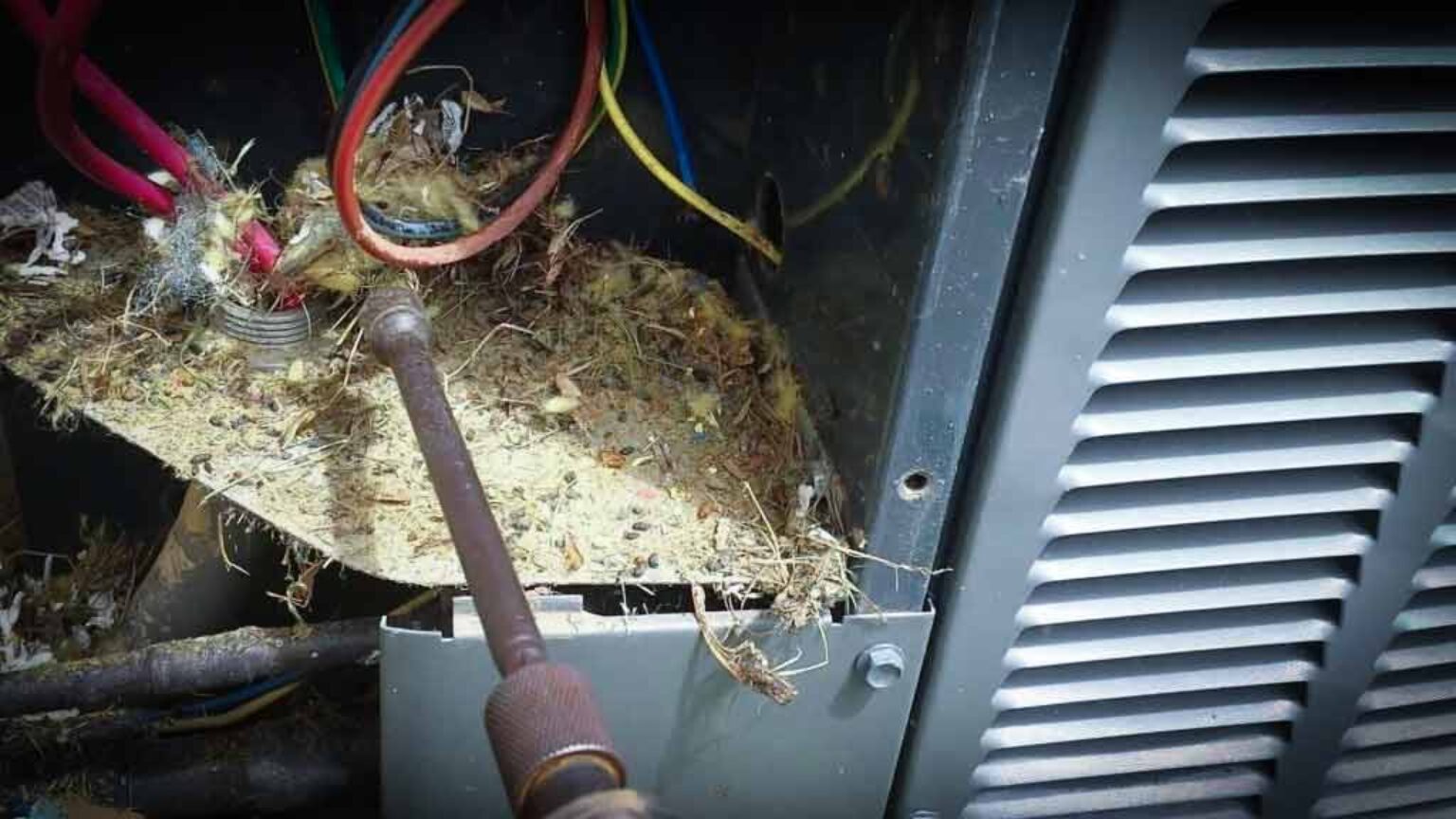 5 Shocking Ways Pests Can Damage Your Home's Electrical System - WebSta.ME